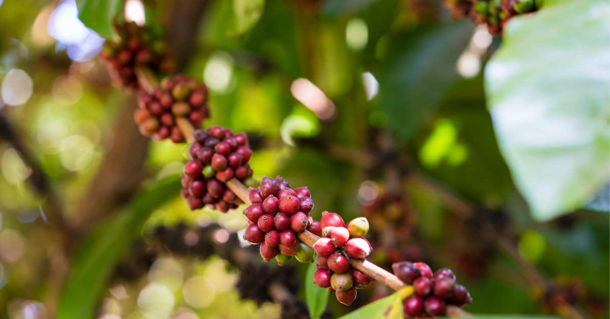 Must-Try Cafes and Local Roasters in Baguio | El Retiro | El Retiro